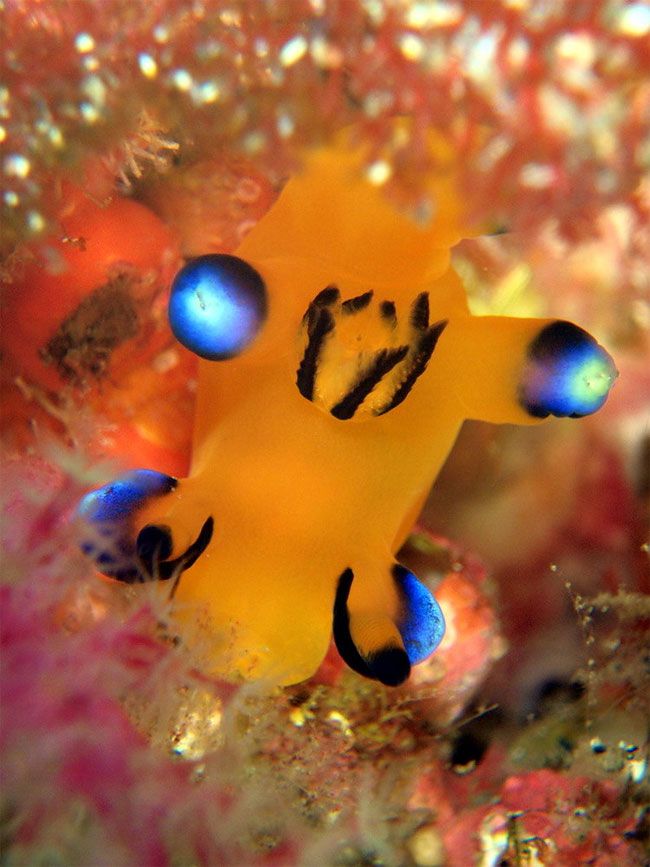 「世界で最もピカチュウに似ている」という現実の生き物がこちら・・・ ポッカキット