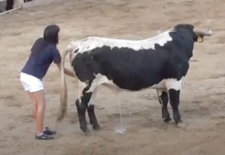 【動画】怒り狂った闘牛さん、女の子にチ●コをしごかれ賢者タイムにｗｗｗ
